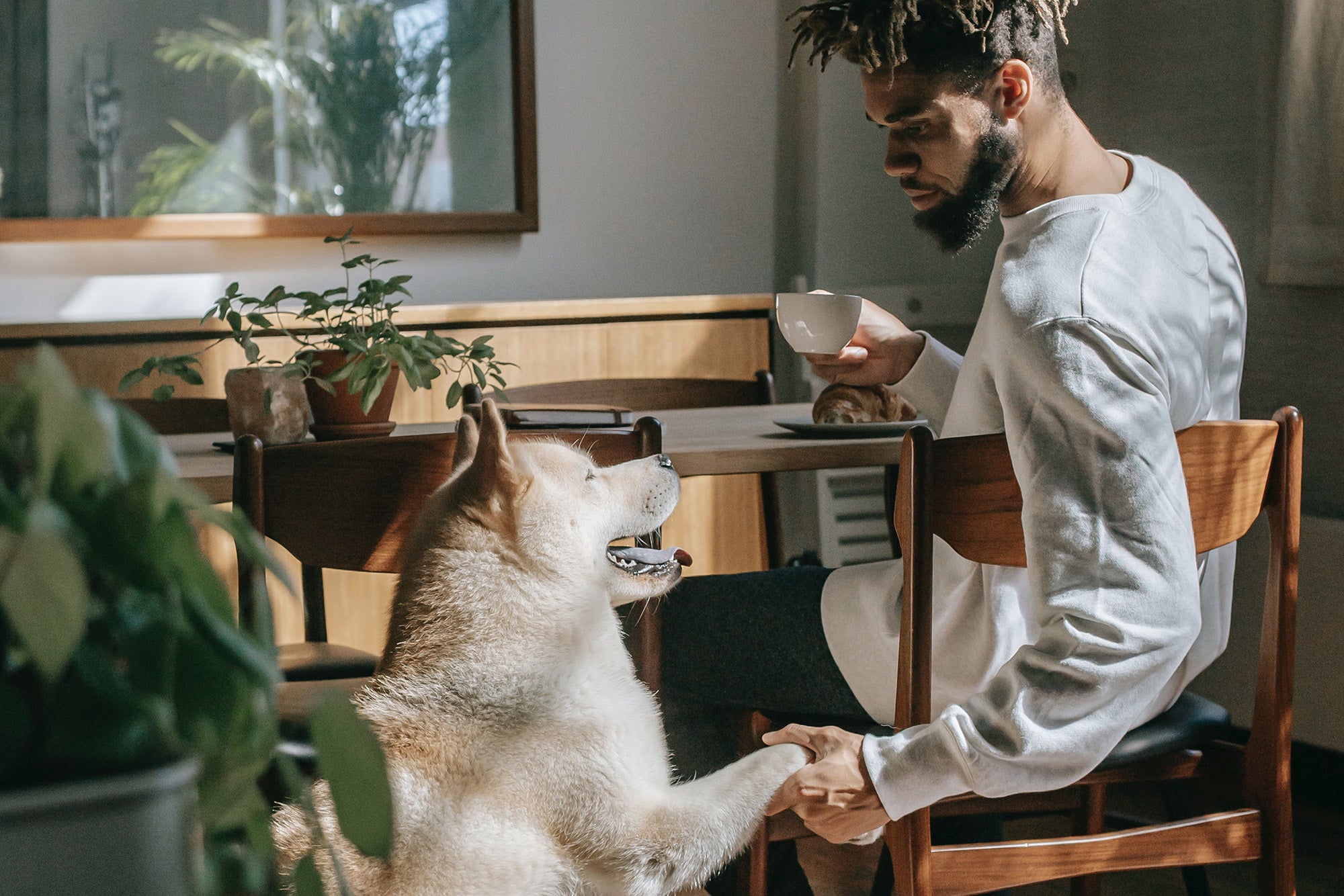 Teach Your Dog to Shake Paws in Five Steps – Native Pet