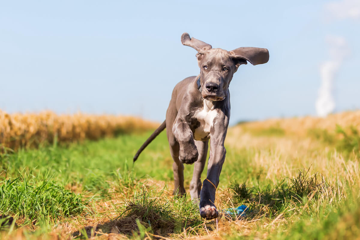 Great Dane Life Expectancy: Longevity of Our Big Besties – Native Pet
