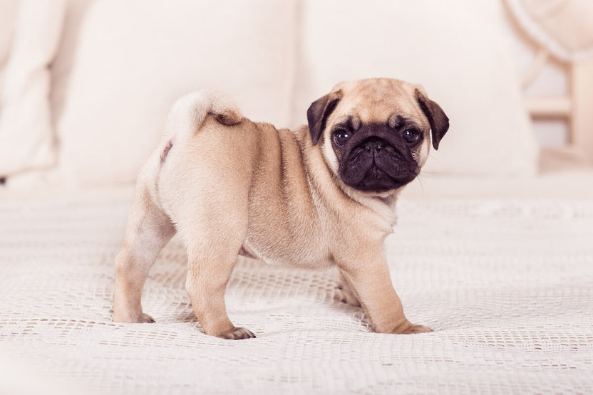 What Is the Pug Lifespan and What Health Issues Affect It? – Native Pet