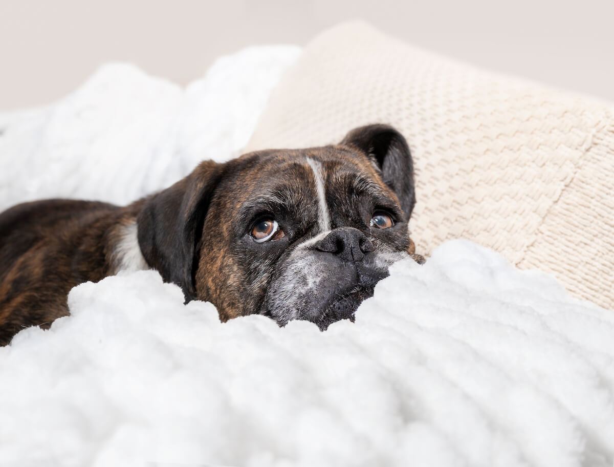 How to Identify and Deal With Your Dog's Upset Stomach – Native Pet