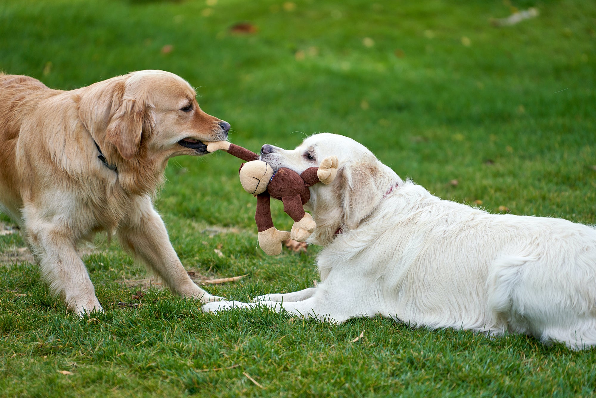 Decoding Dog Body Language: How Dogs Communicate with Humans and Each ...
