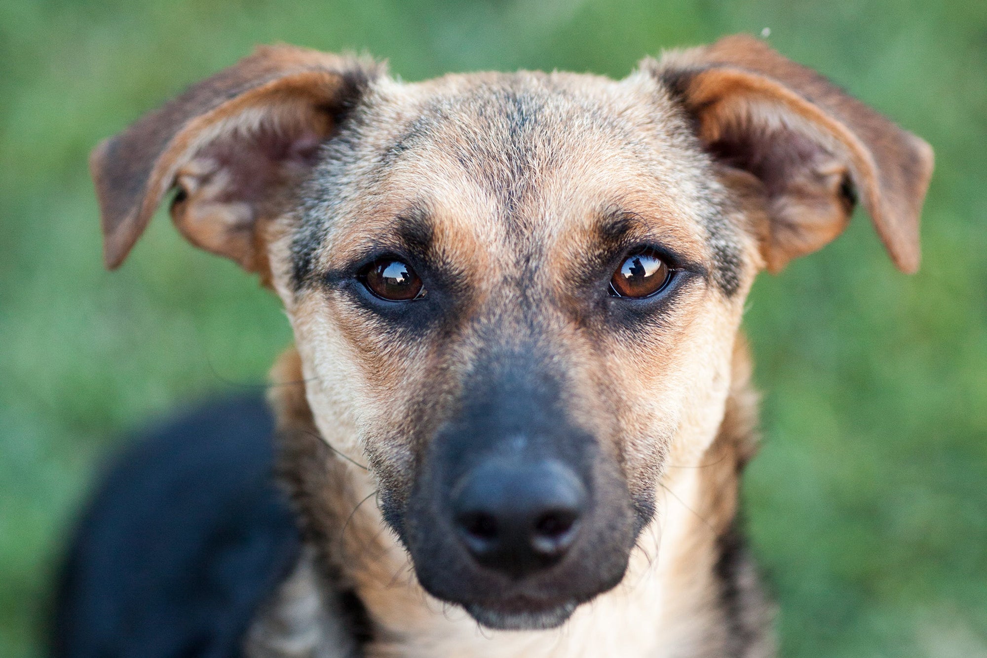 Why Does My Dog Stare at Me? What Your Dog is Trying to Tell You with ...