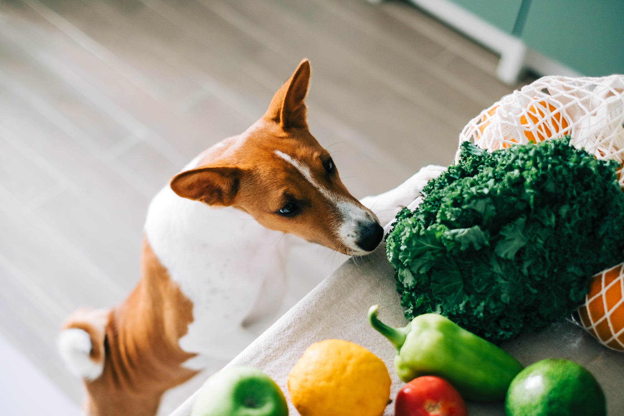The Top 10 Best Vegetables That Are Safe for Dogs – Native Pet
