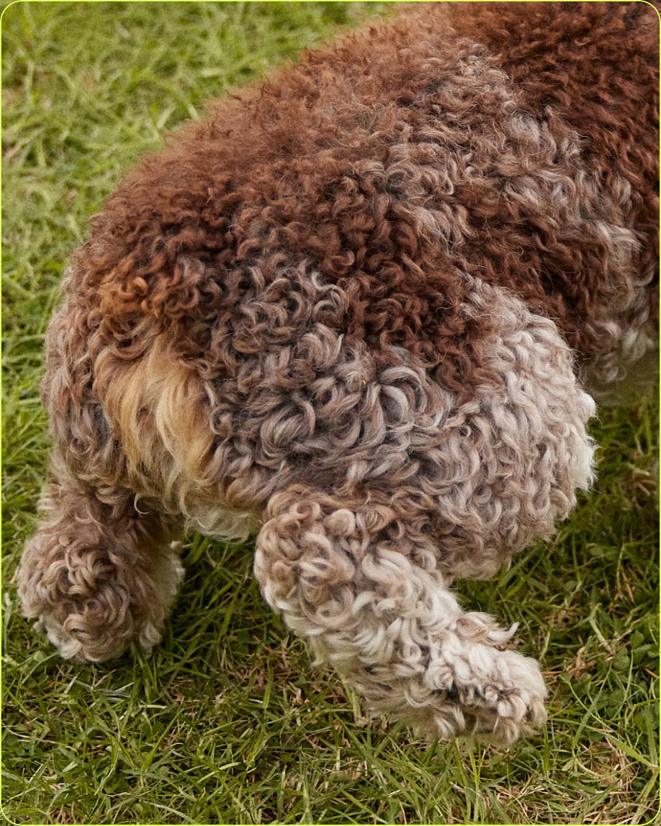 Native Pet Dog Supplements – The Native Pet