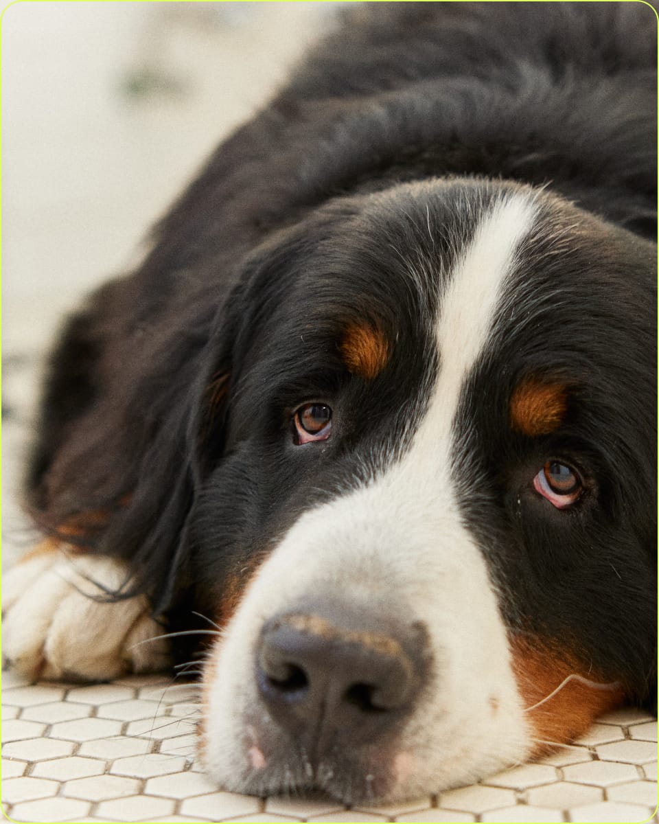 Native Pet Dog Supplements – The Native Pet