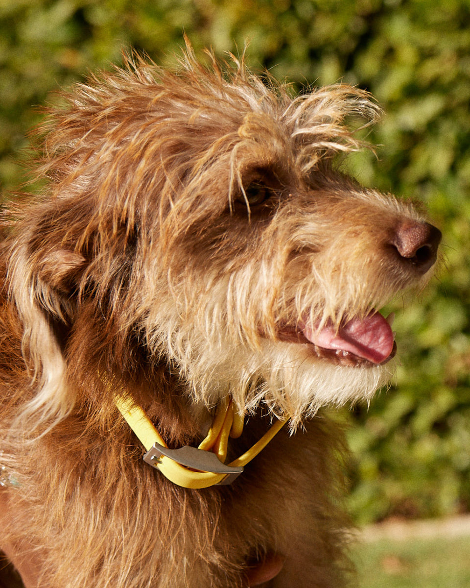 Native Pet Dog Supplements – The Native Pet