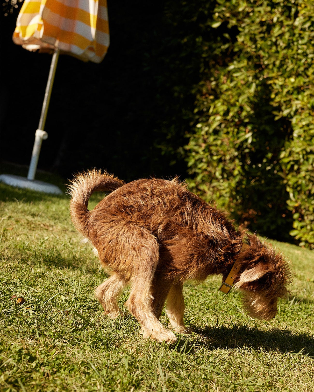 Why Is My Dog Throwing up Undigested Food, and What Can I Do? – The ...